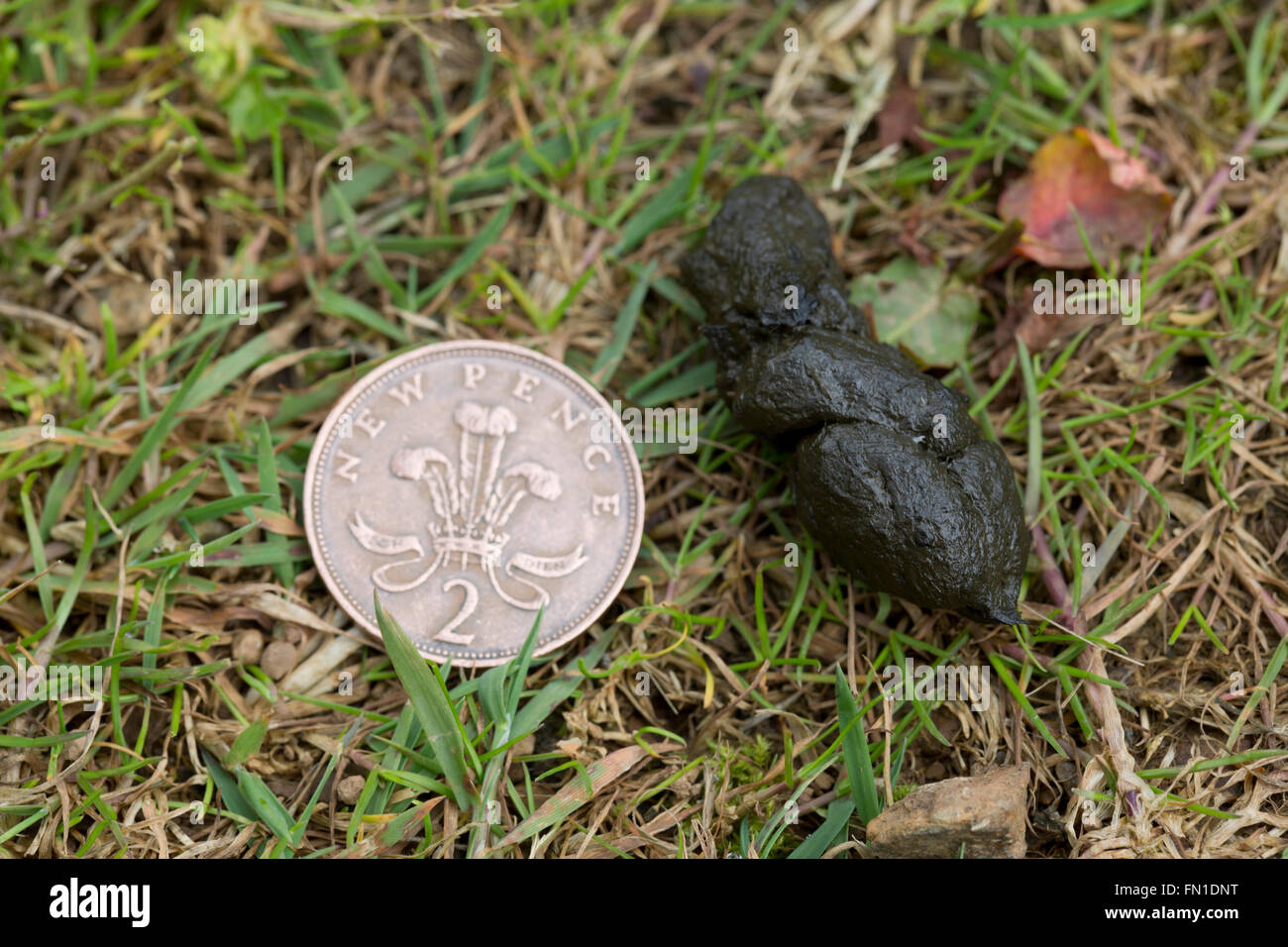 Fox Kot; Von junger Fuchs Devon; UK Stockfotografie - Alamy