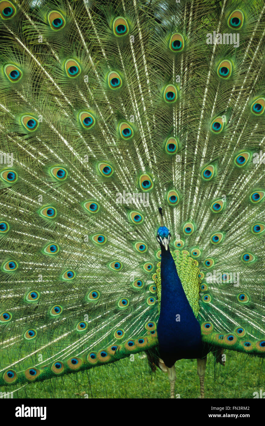 Wilder Pfau Stockfotos und -bilder Kaufen - Alamy