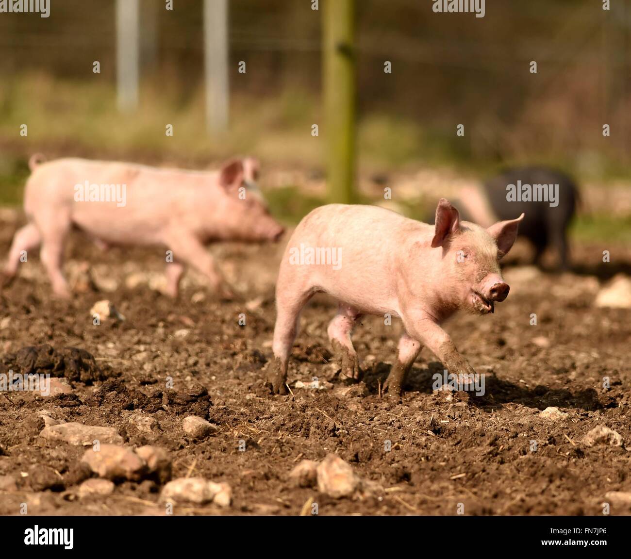 Ferkel ferkel -Fotos und -Bildmaterial in hoher Auflösung – Alamy