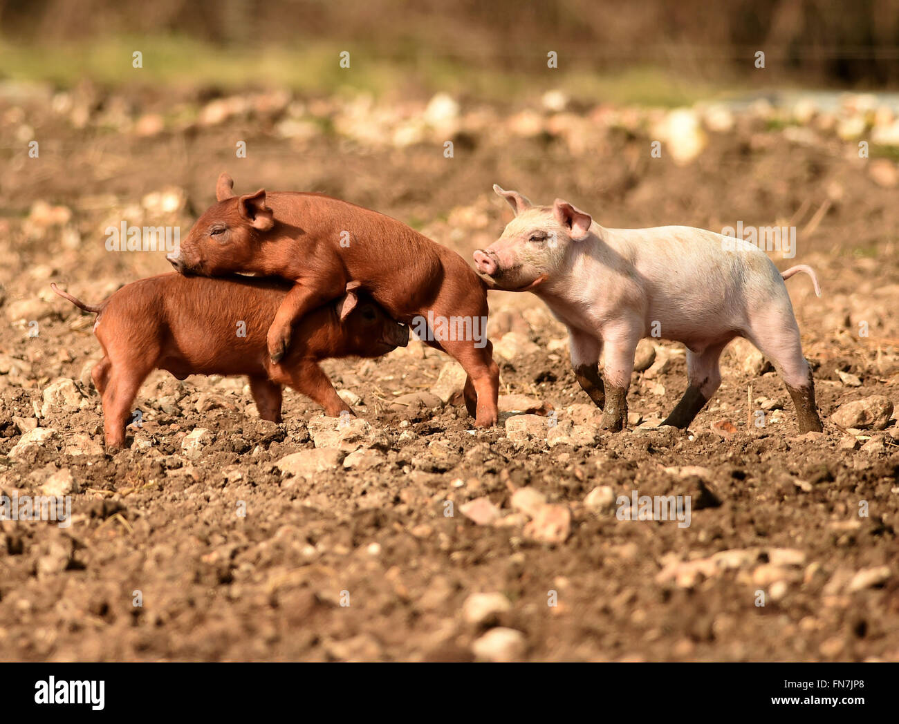 Ferkel ferkel -Fotos und -Bildmaterial in hoher Auflösung – Alamy