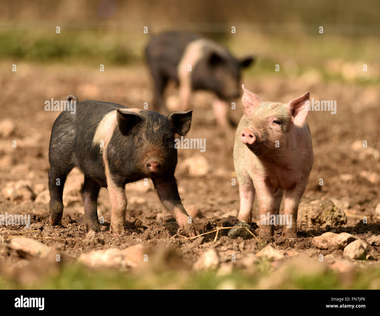 Ferkel ferkel -Fotos und -Bildmaterial in hoher Auflösung – Alamy
