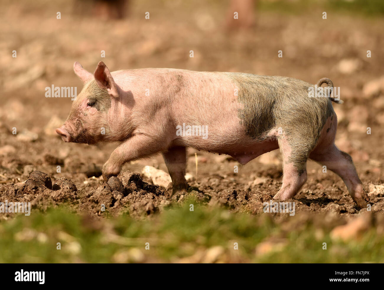 Ferkel ferkel -Fotos und -Bildmaterial in hoher Auflösung – Alamy