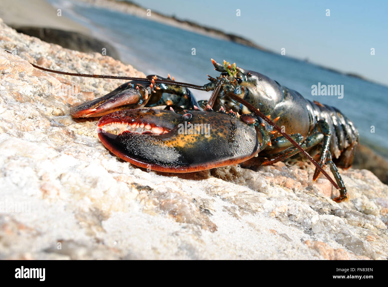 Hummer schalentiere -Fotos und -Bildmaterial in hoher Auflösung – Alamy