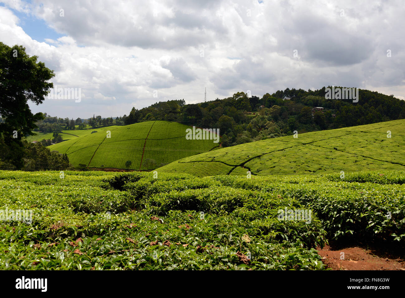Limuru farm -Fotos und -Bildmaterial in hoher Auflösung – Alamy