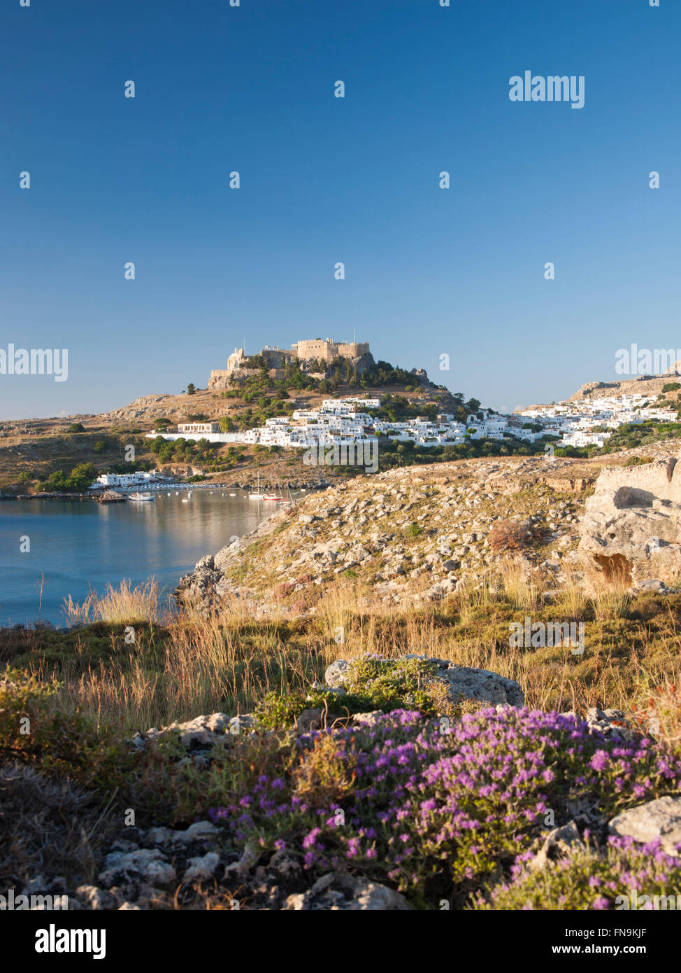 Wild thyme thymus serpyllum -Fotos und -Bildmaterial in hoher Auflösung ...