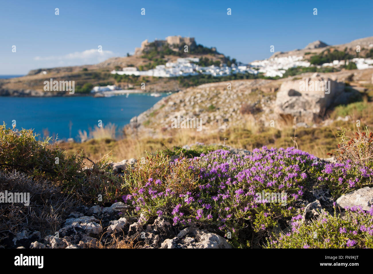 Wild thymian thymus serpyllum -Fotos und -Bildmaterial in hoher ...