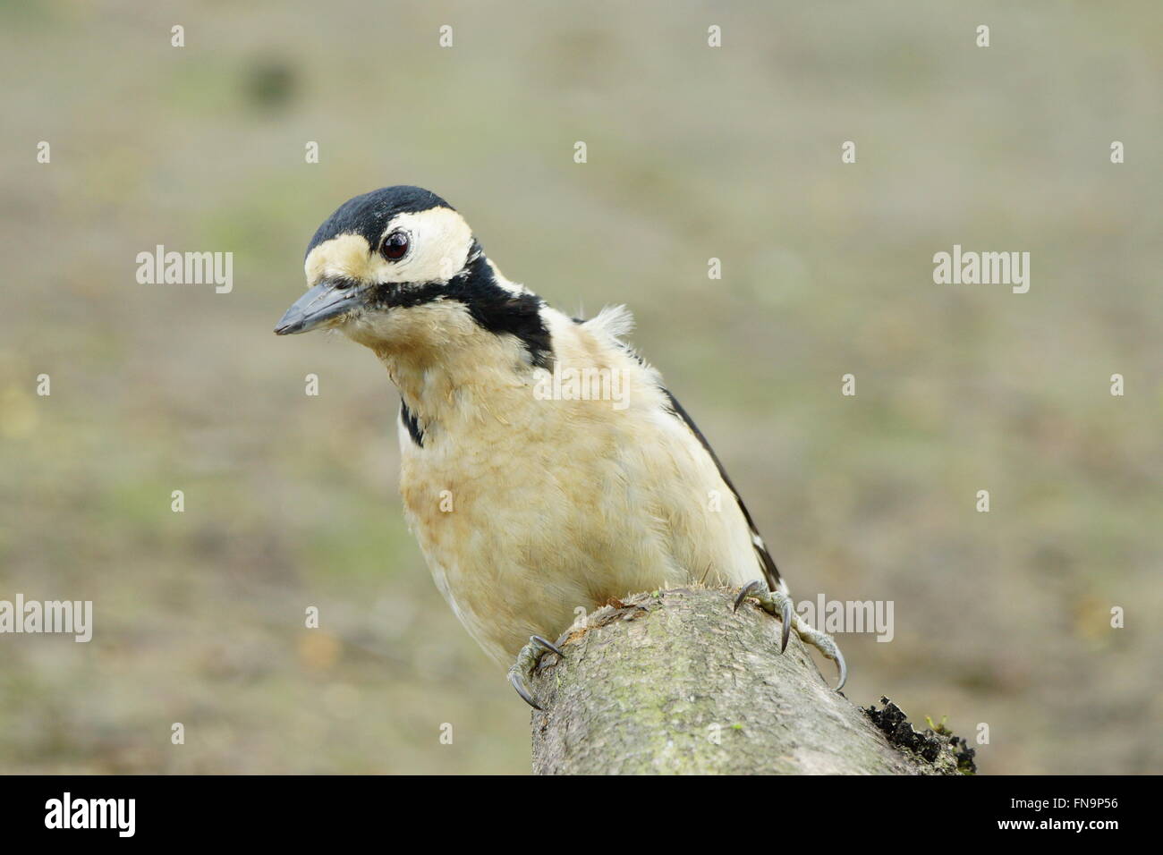 Weibliche Buntspecht bei Etherow Country Park, Compstall, Cheshire ...