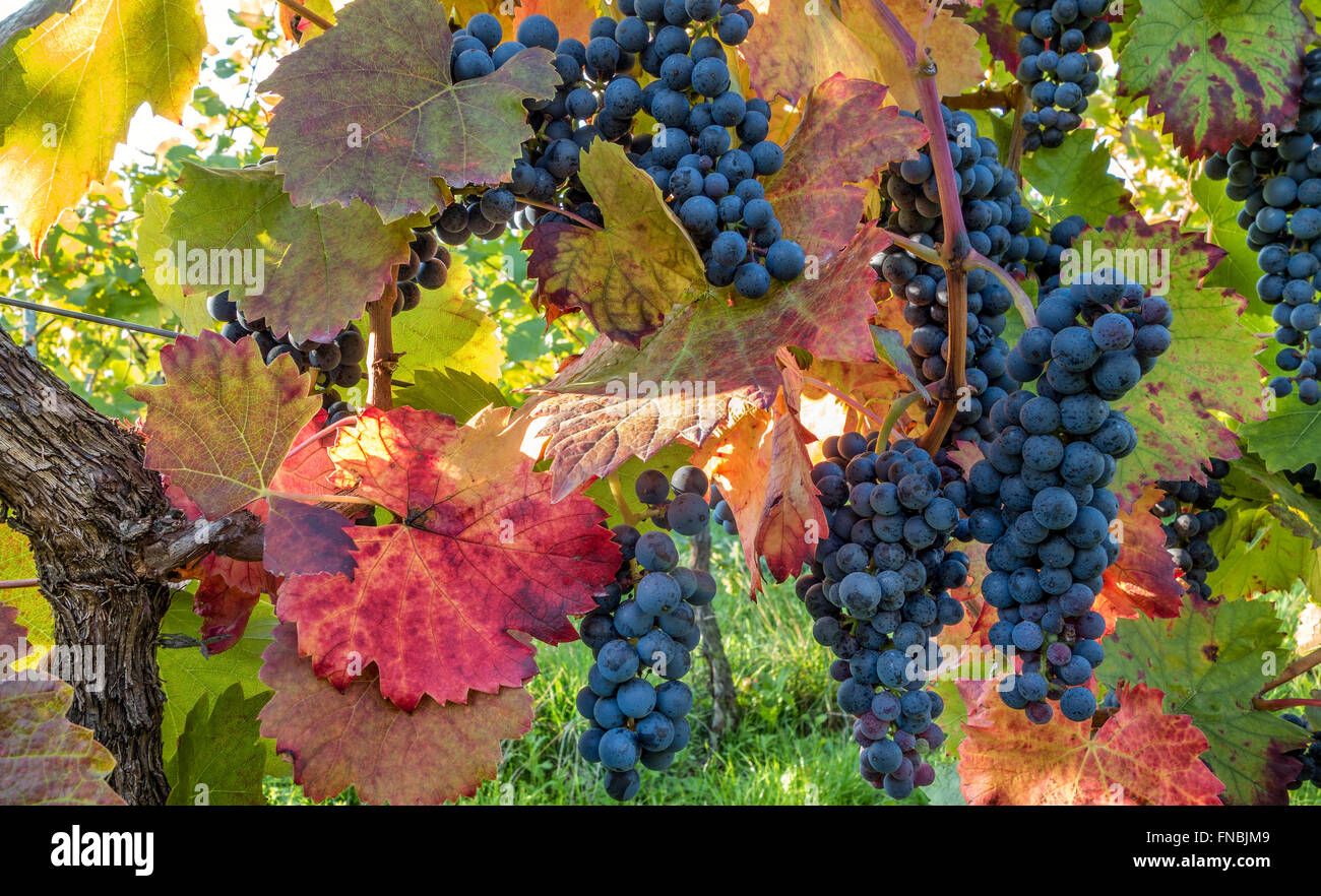 Blaue trauben herbst -Fotos und -Bildmaterial in hoher Auflösung – Alamy
