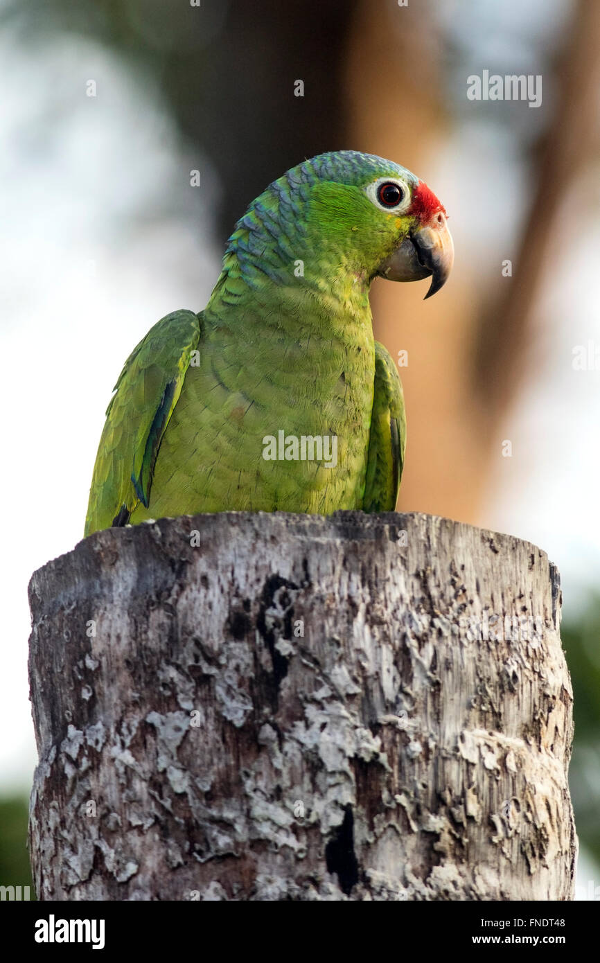 Rot-orientieren Papagei oder rot-orientieren Amazon Parrot - Laguna del ...