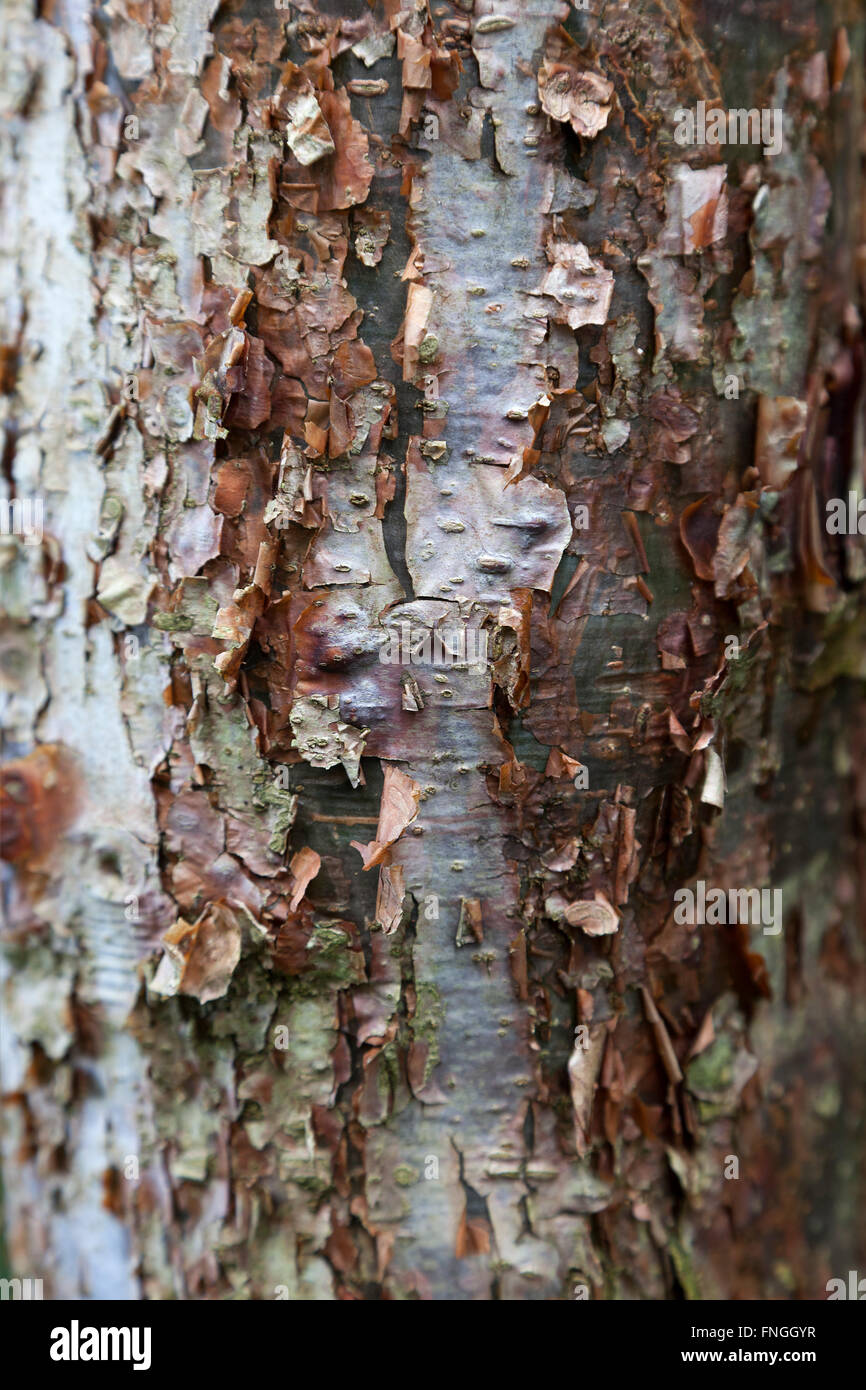 Gumbo limbo -Fotos und -Bildmaterial in hoher Auflösung – Alamy
