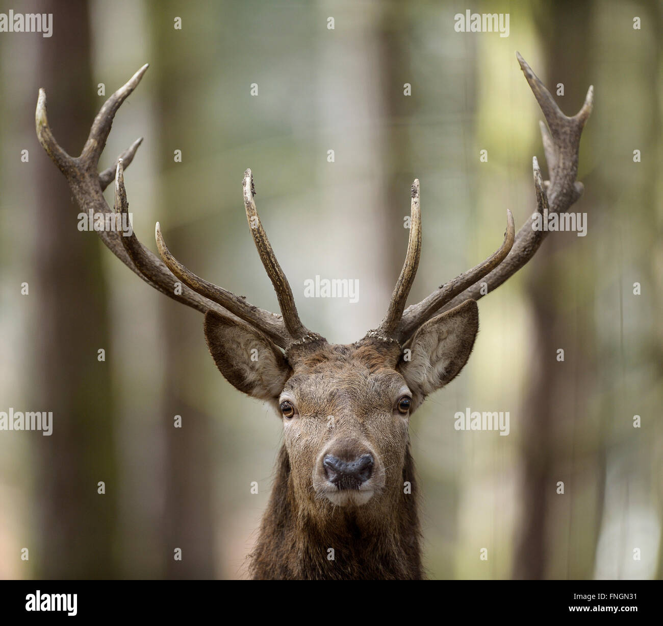 Rot Hirsch Stockfotos und -bilder Kaufen - Alamy