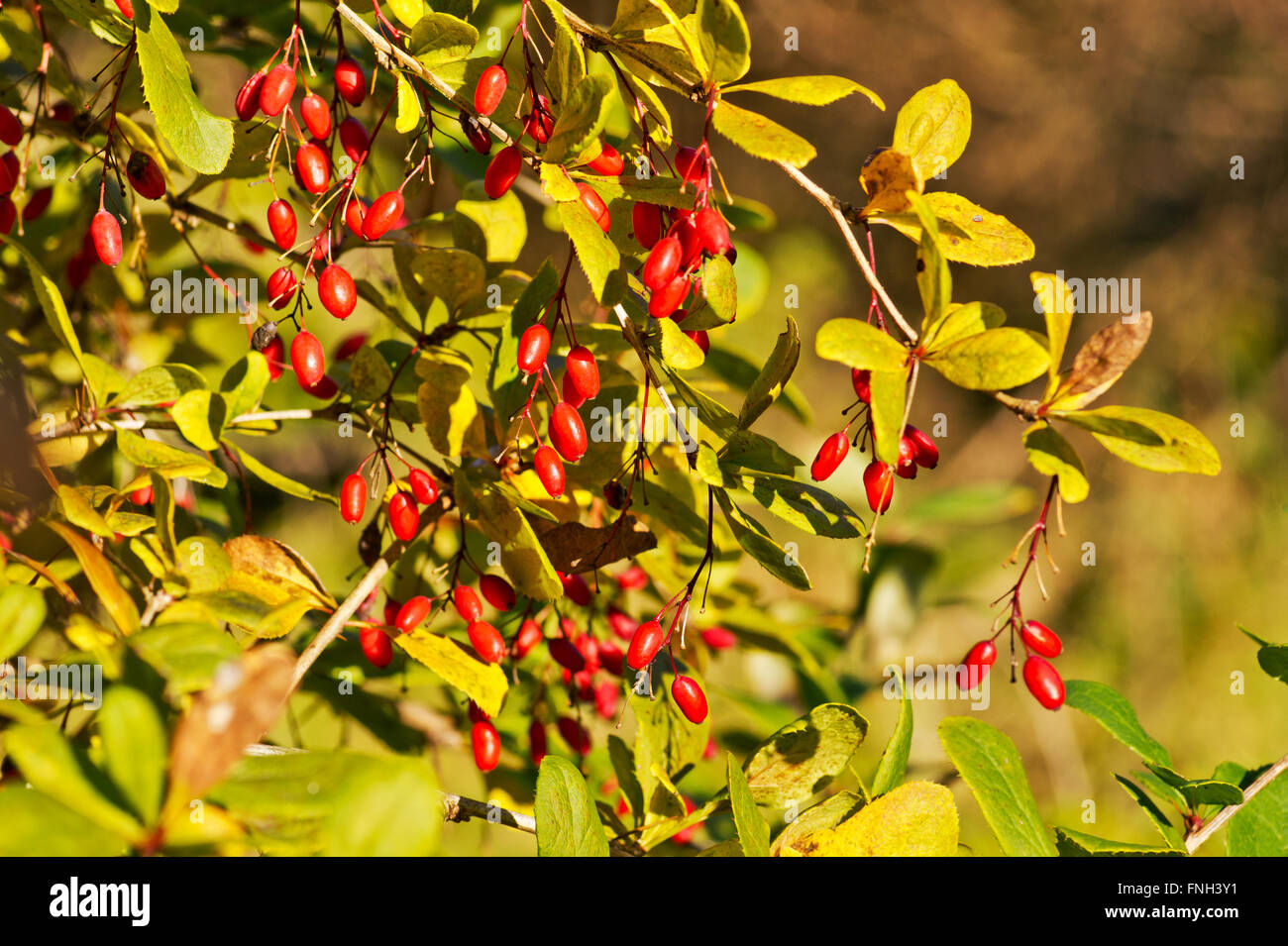 Einfach berberitze Stockfotos und -bilder Kaufen - Alamy