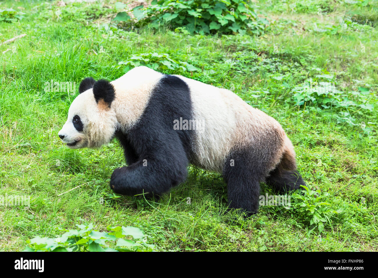 Großer Panda (Ailuropoda Melanoleuca), China Erhaltung und ...