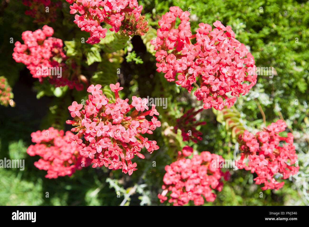 Red crassula -Fotos und -Bildmaterial in hoher Auflösung – Alamy