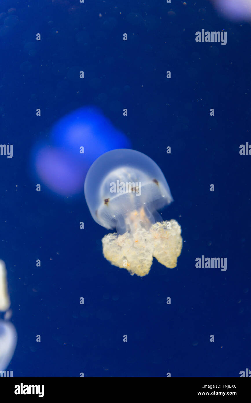 Kleine Qualle auf blauem Hintergrund im Aquarium Sentosa, Singapur ...