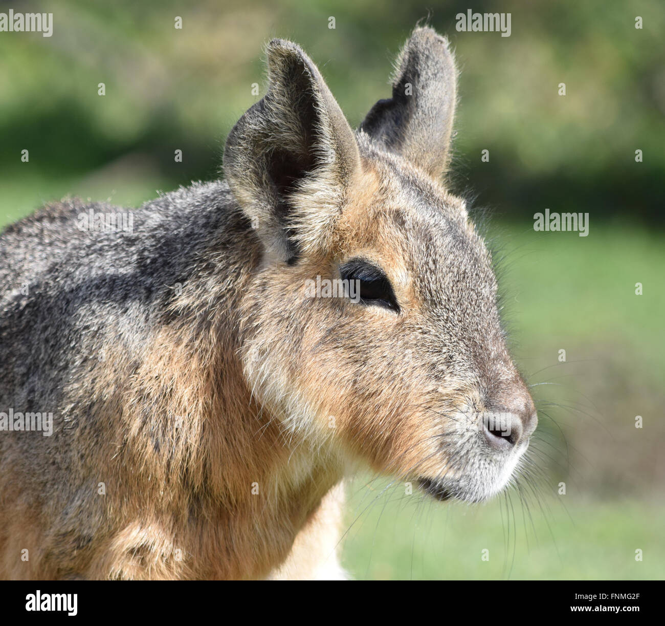 Patagonian cavy dolichotis patagonum -Fotos und -Bildmaterial in hoher ...