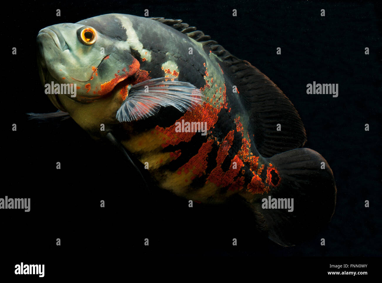 Marble cichlid -Fotos und -Bildmaterial in hoher Auflösung – Alamy