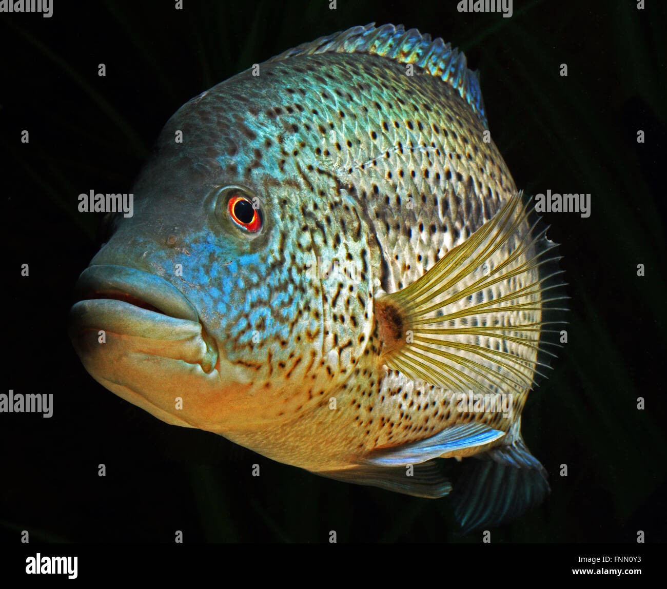 Wolf cichlid -Fotos und -Bildmaterial in hoher Auflösung – Alamy