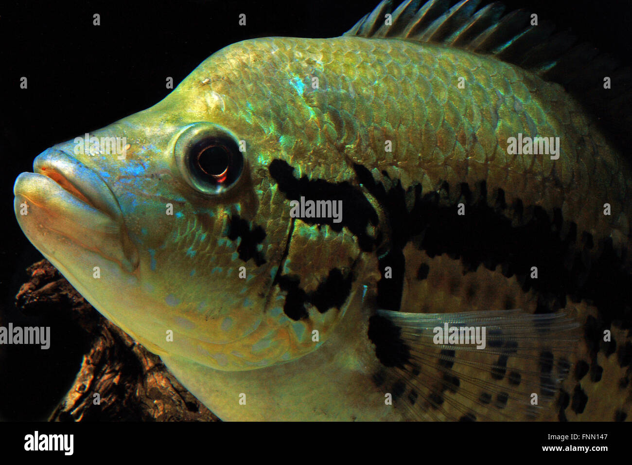 Parachromis Dovii, Wolf Cichlid Stockfotografie - Alamy