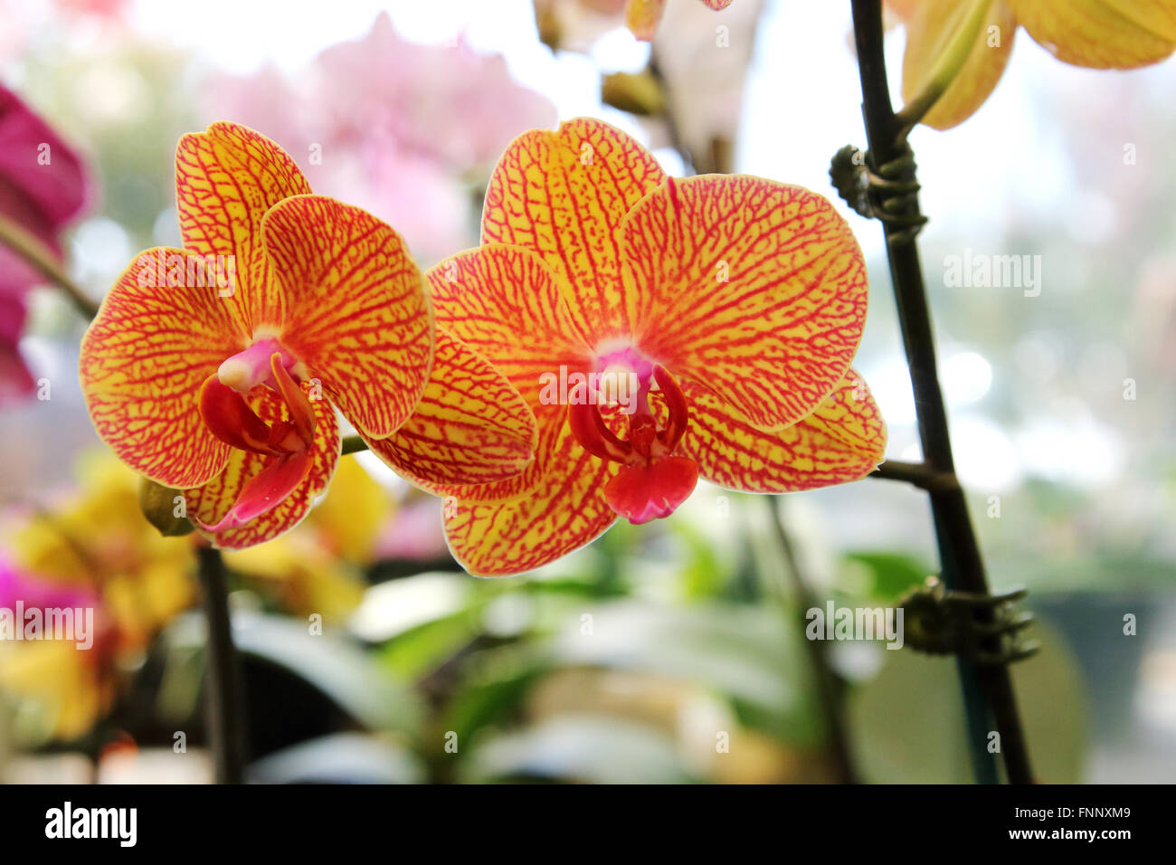 Orange-Phalaenopsis-Orchideen oder bekannt als Nachtfalter-Orchideen ...