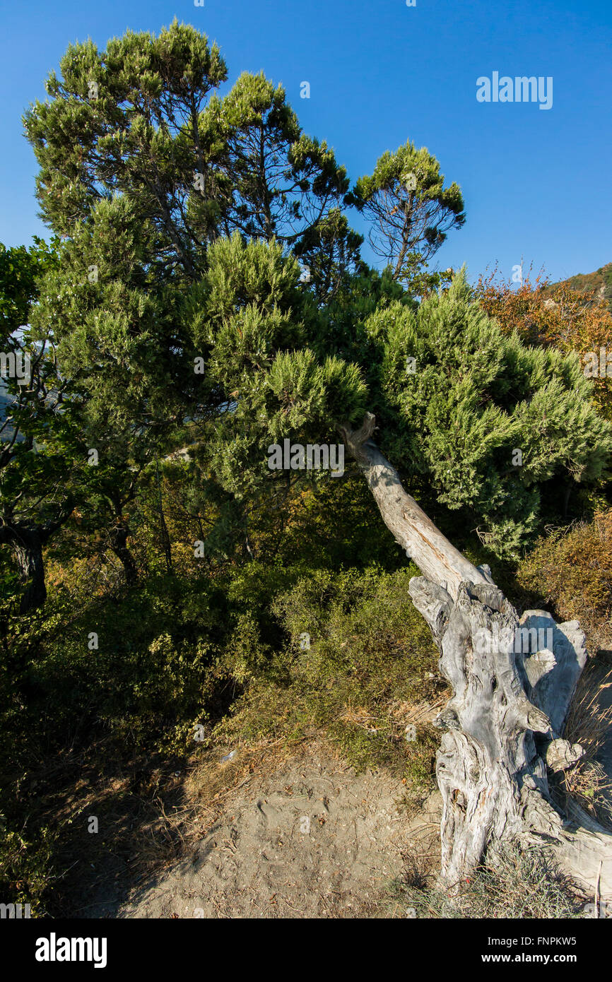 Thuja tree -Fotos und -Bildmaterial in hoher Auflösung – Alamy
