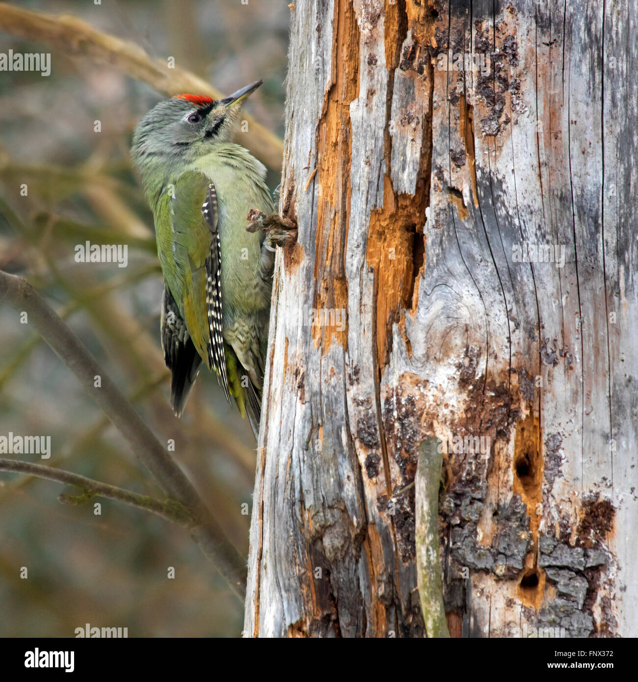 Grauspecht / grau-faced Specht (Picus Canus) männlichen Futtersuche auf ...