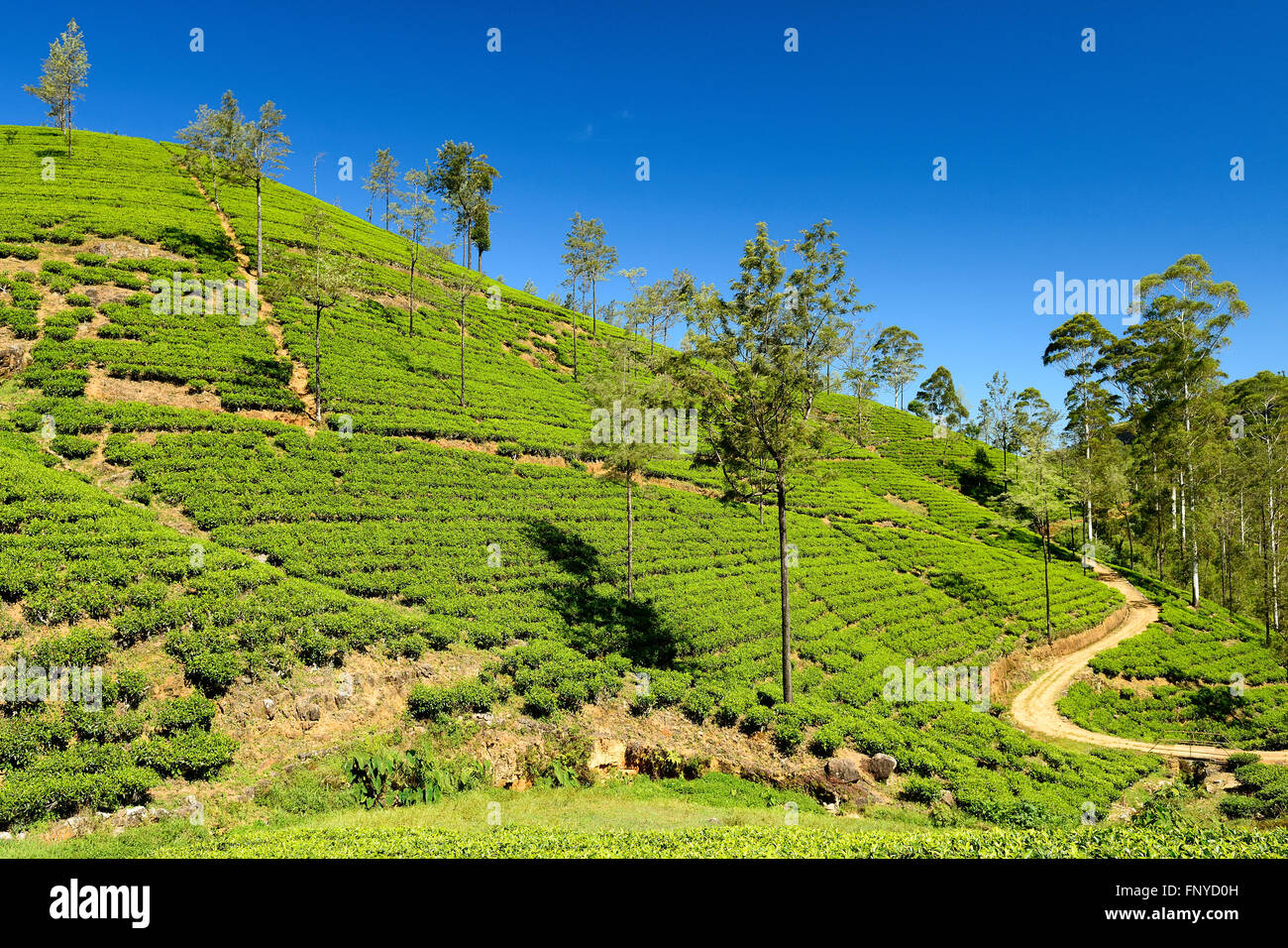 Tee pflanzen pflanzen plantage -Fotos und -Bildmaterial in hoher ...