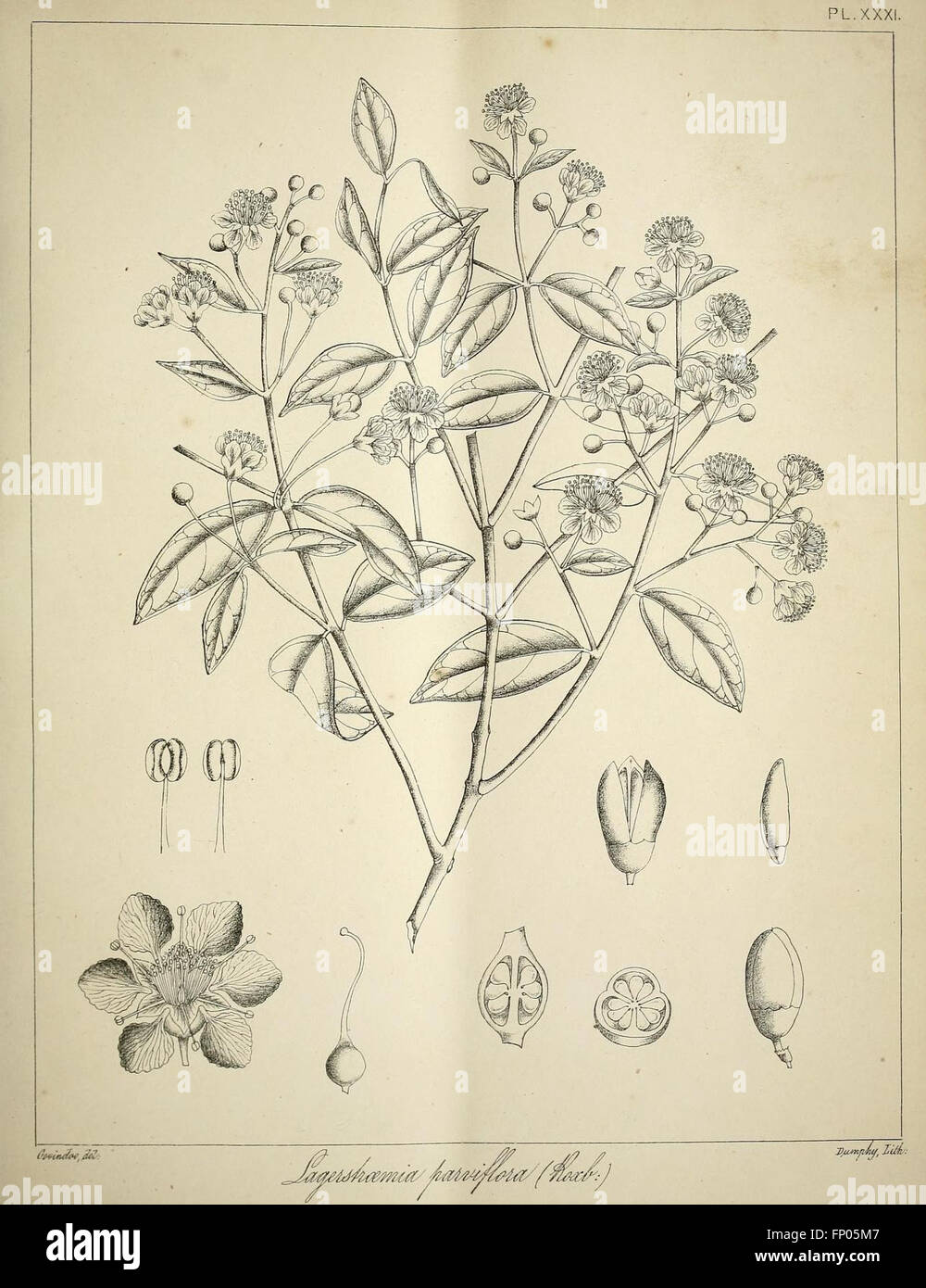 Diese Platte (XXXI) von *The Flora Sylvatica* zeigt Pflanzenarten aus ...