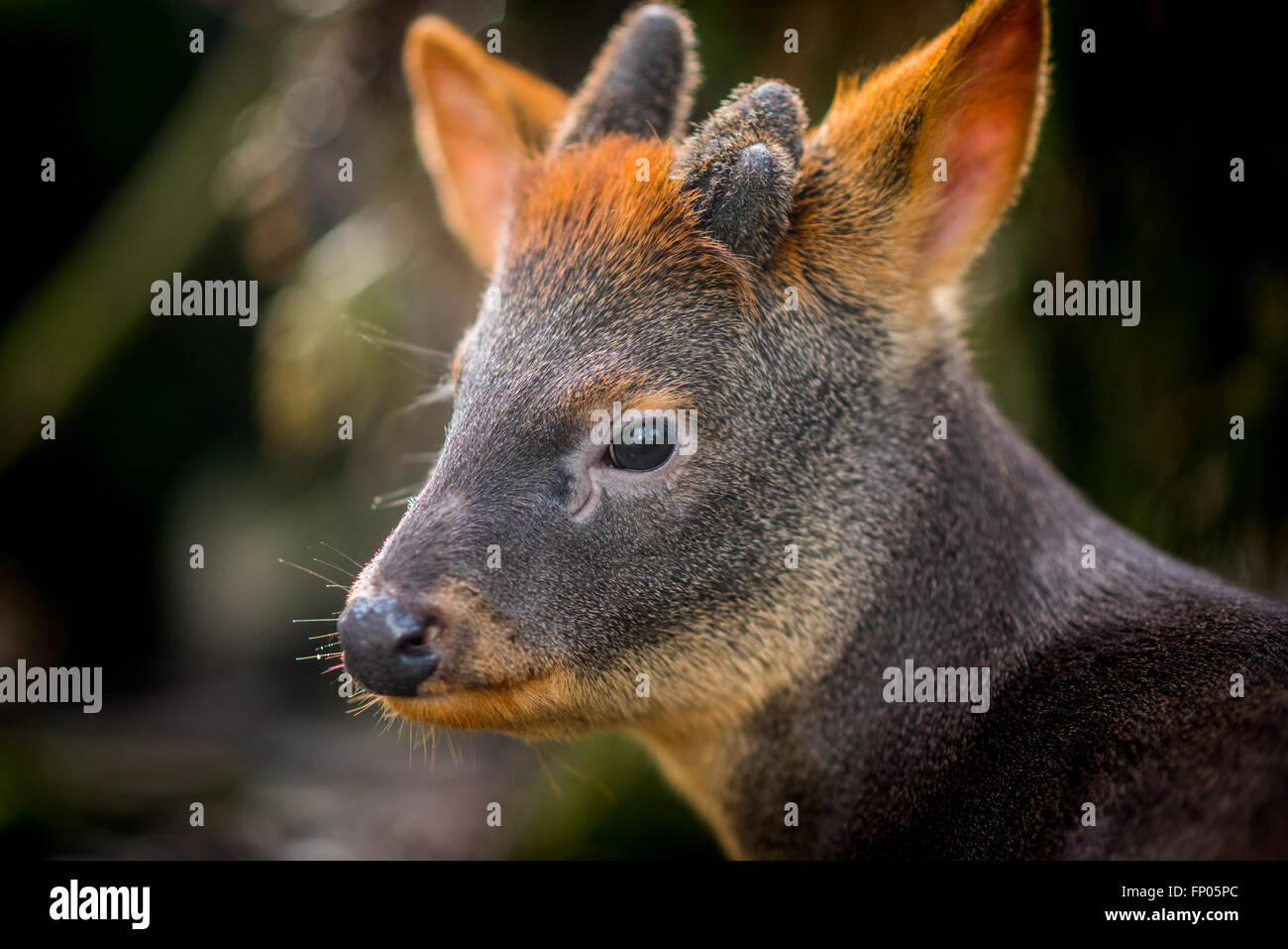 Southern pudú deer pudu puda -Fotos und -Bildmaterial in hoher ...