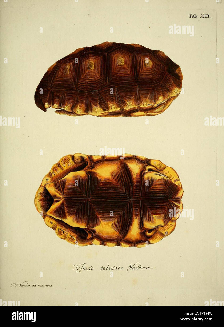 Diese Platte aus Johann David Schöpfs Werk zur Naturgeschichte der ...