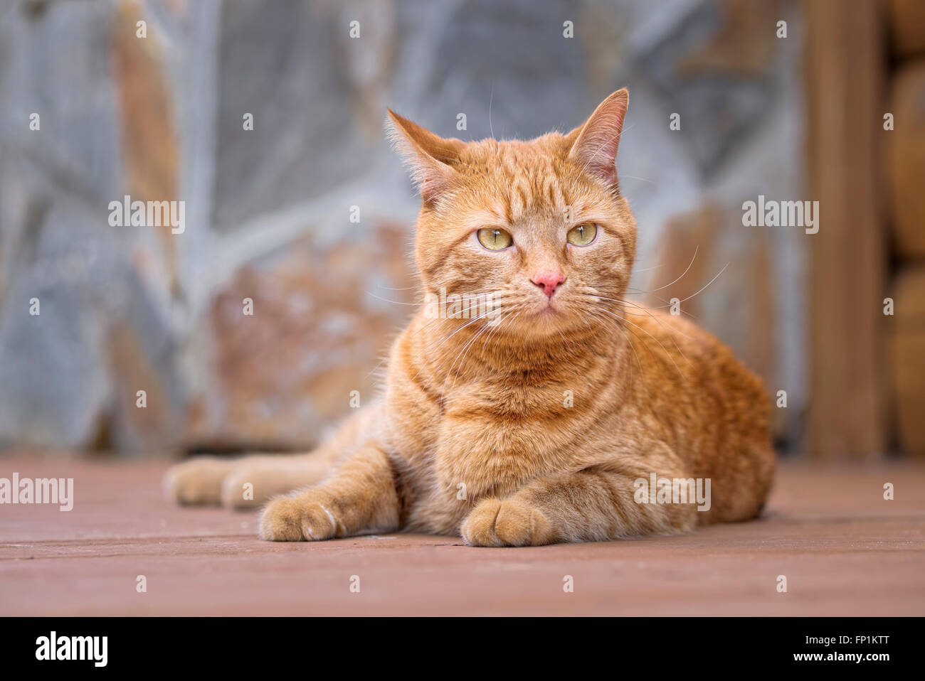 Katze liegend entspannen -Fotos und -Bildmaterial in hoher Auflösung ...