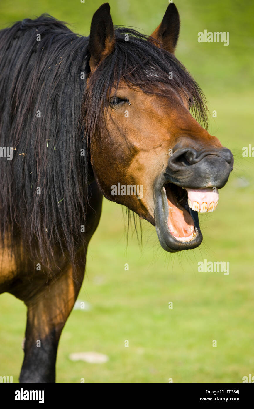 Noriker horse portrait -Fotos und -Bildmaterial in hoher Auflösung – Alamy