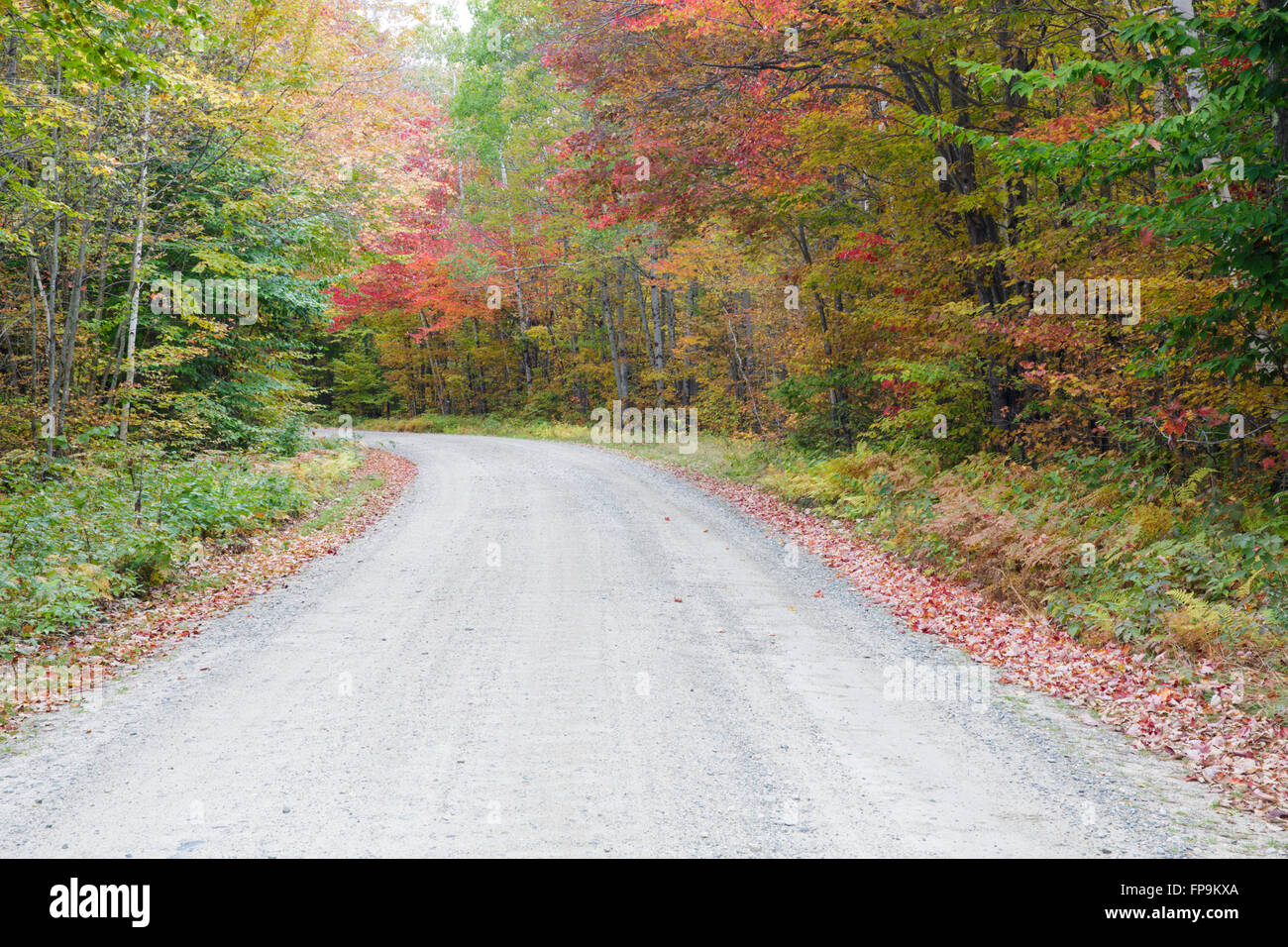 Herbstlaub entlang der Gale River Loop Road in Bethlehem, New Hampshire ...