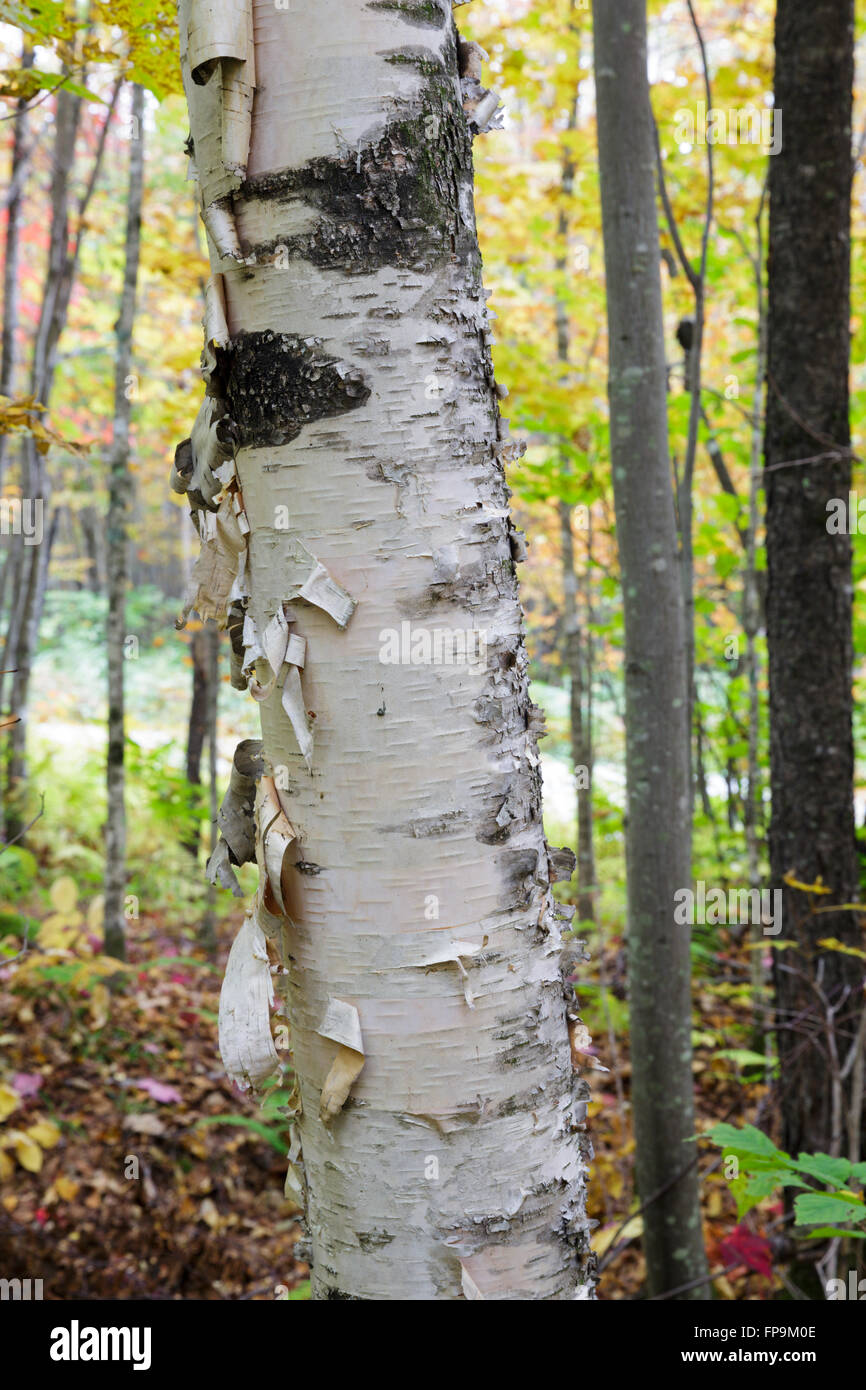 Herbstlaub entlang der Gale River Loop Road in Bethlehem, New Hampshire ...