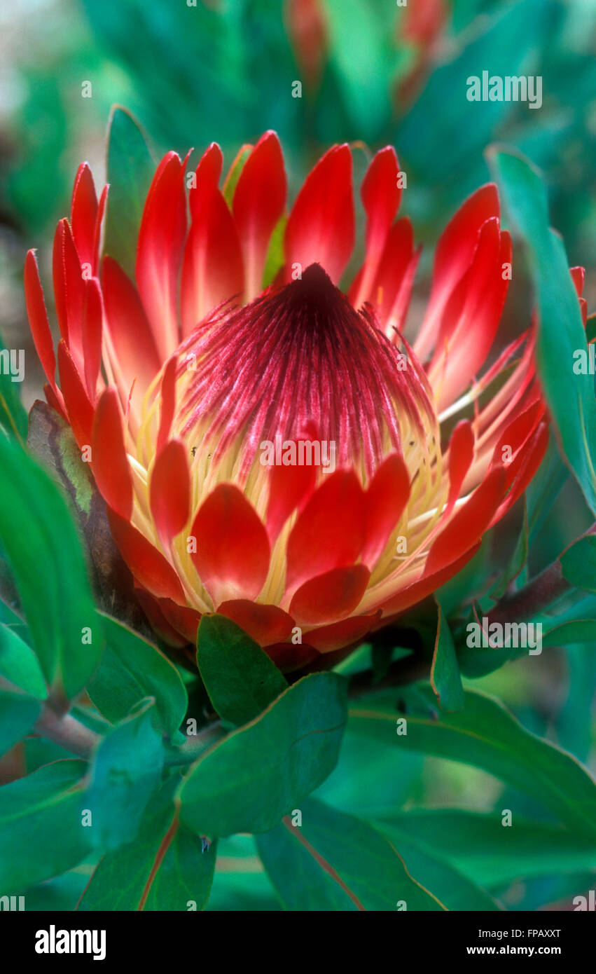 PROTEA EXIMIA (BARON) RAY-blühenden PROTEA oder BREITBLÄTTRIGE SUGAR ...