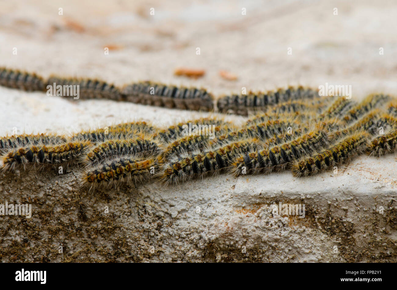 Kiefer processionary Raupen, THAUMETOPOEA PITYOCAMPA, Larven, Raupen ...