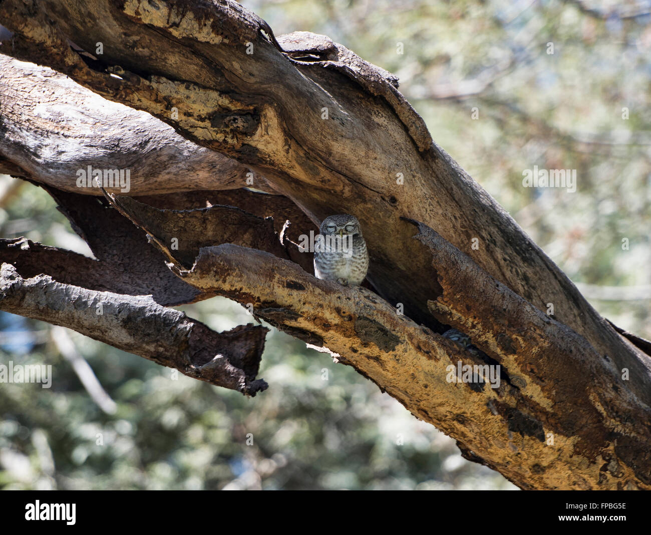 Eule von myanmar -Fotos und -Bildmaterial in hoher Auflösung – Alamy