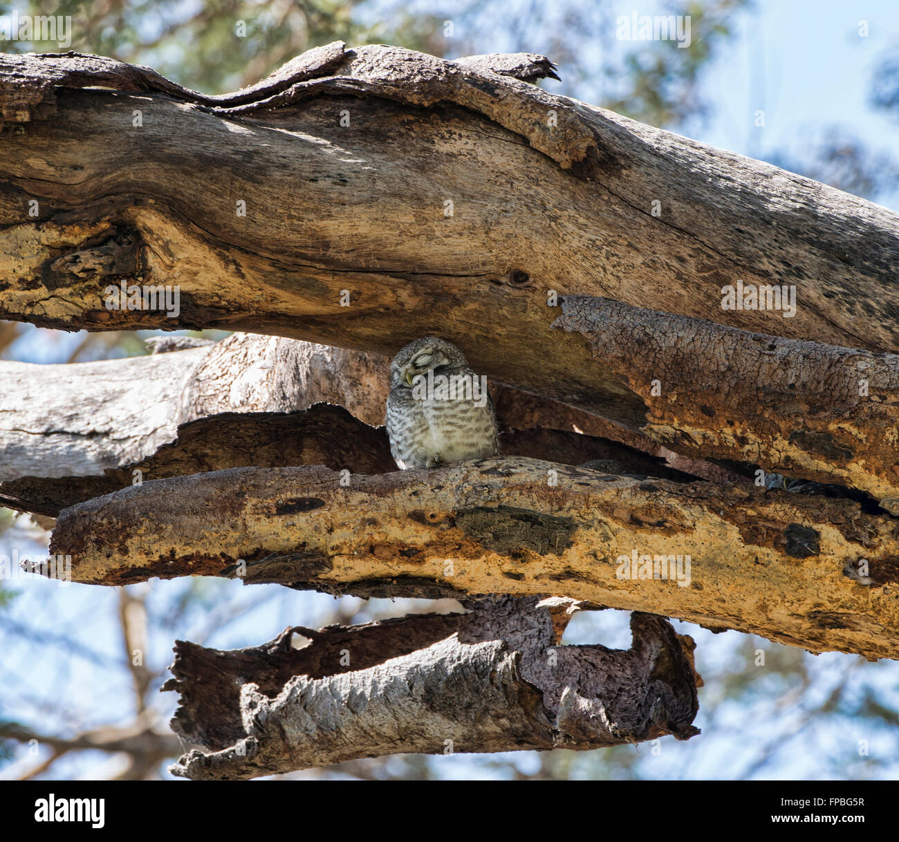 Eule von myanmar -Fotos und -Bildmaterial in hoher Auflösung – Alamy