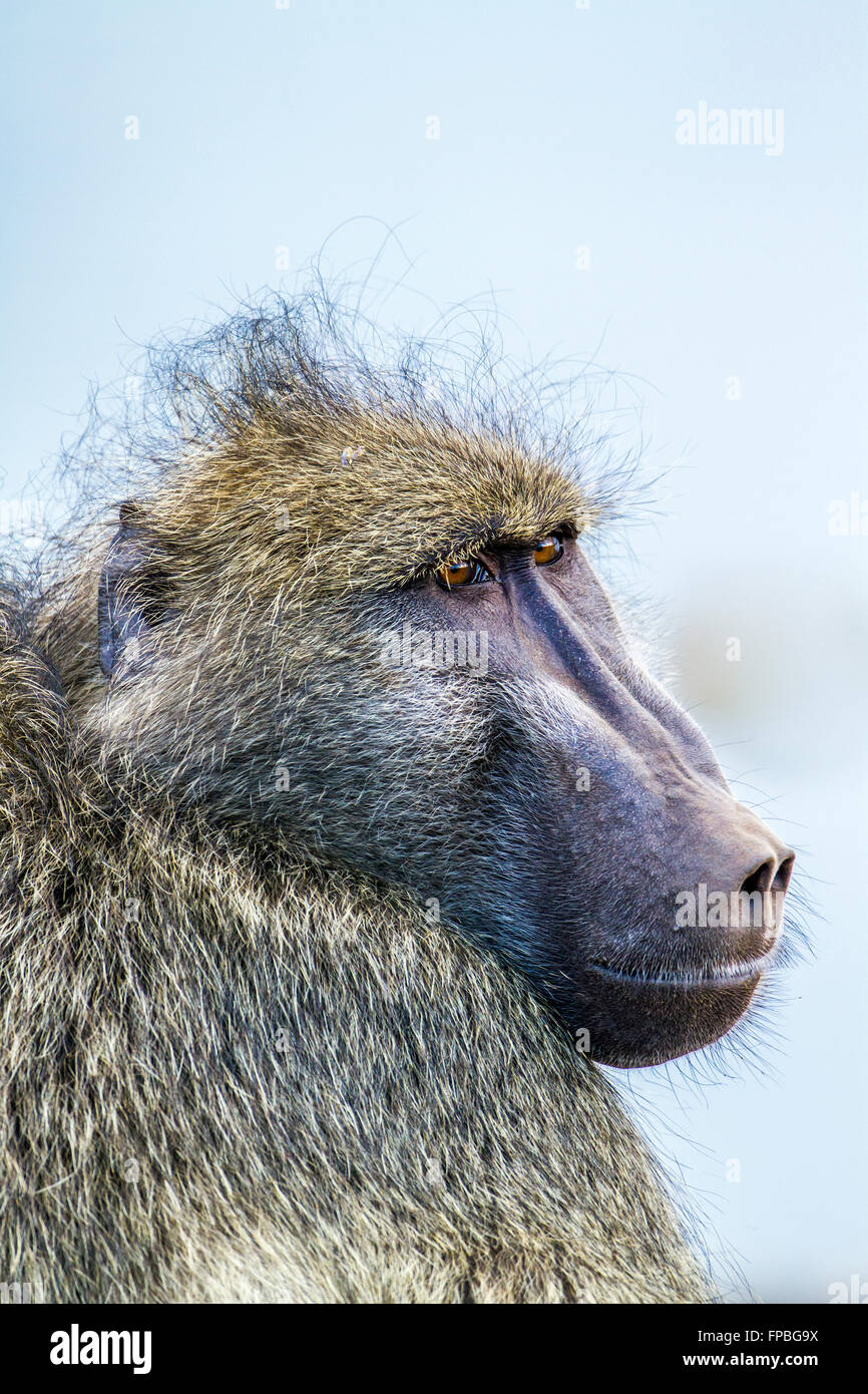 Weißer Affe Stockfotos & Weißer Affe Bilder - Alamy