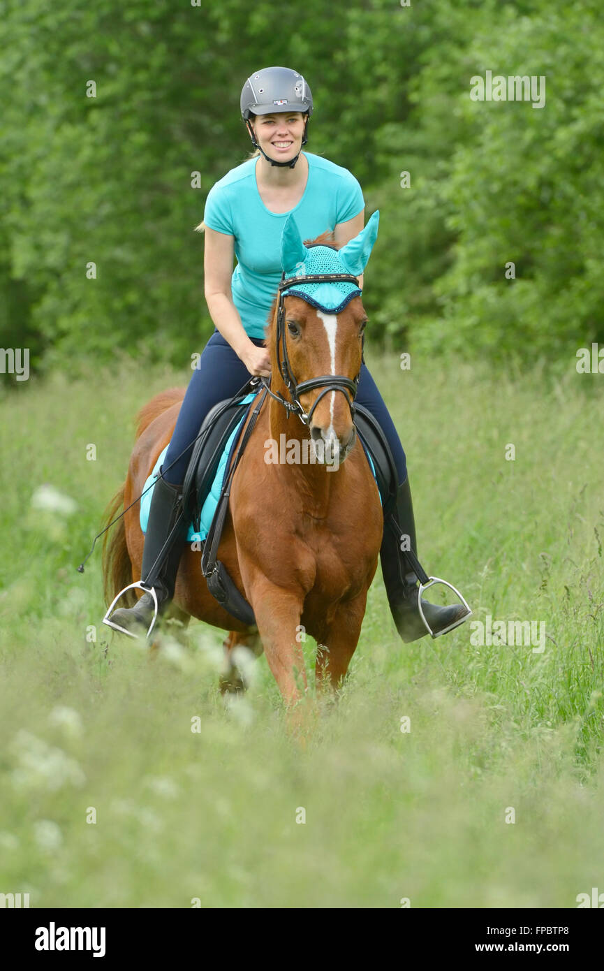 Pferde galoppieren auf gras -Fotos und -Bildmaterial in hoher Auflösung – Alamy