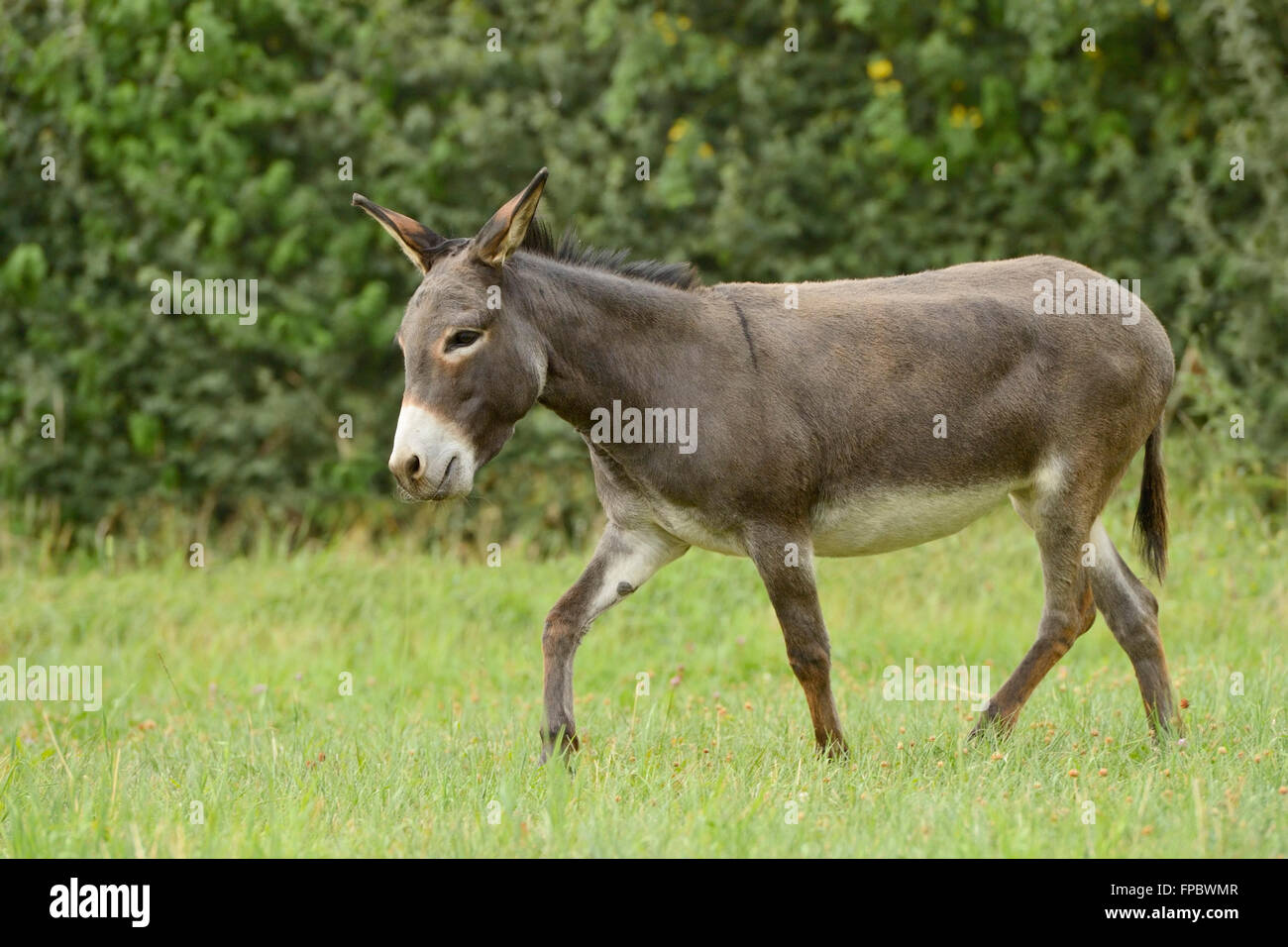 Esel Seitenansicht Stockfotos & Esel Seitenansicht Bilder - Alamy