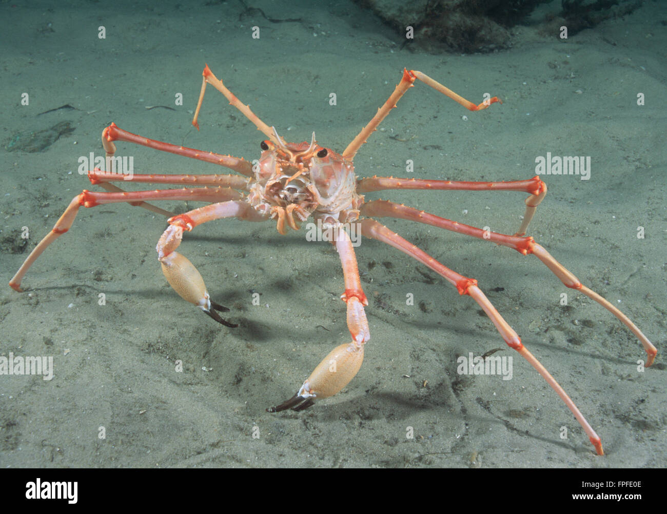 Antlered Träger Krabbe (Dagnaudus Petterdi) Deepwater Seespinne mit ...