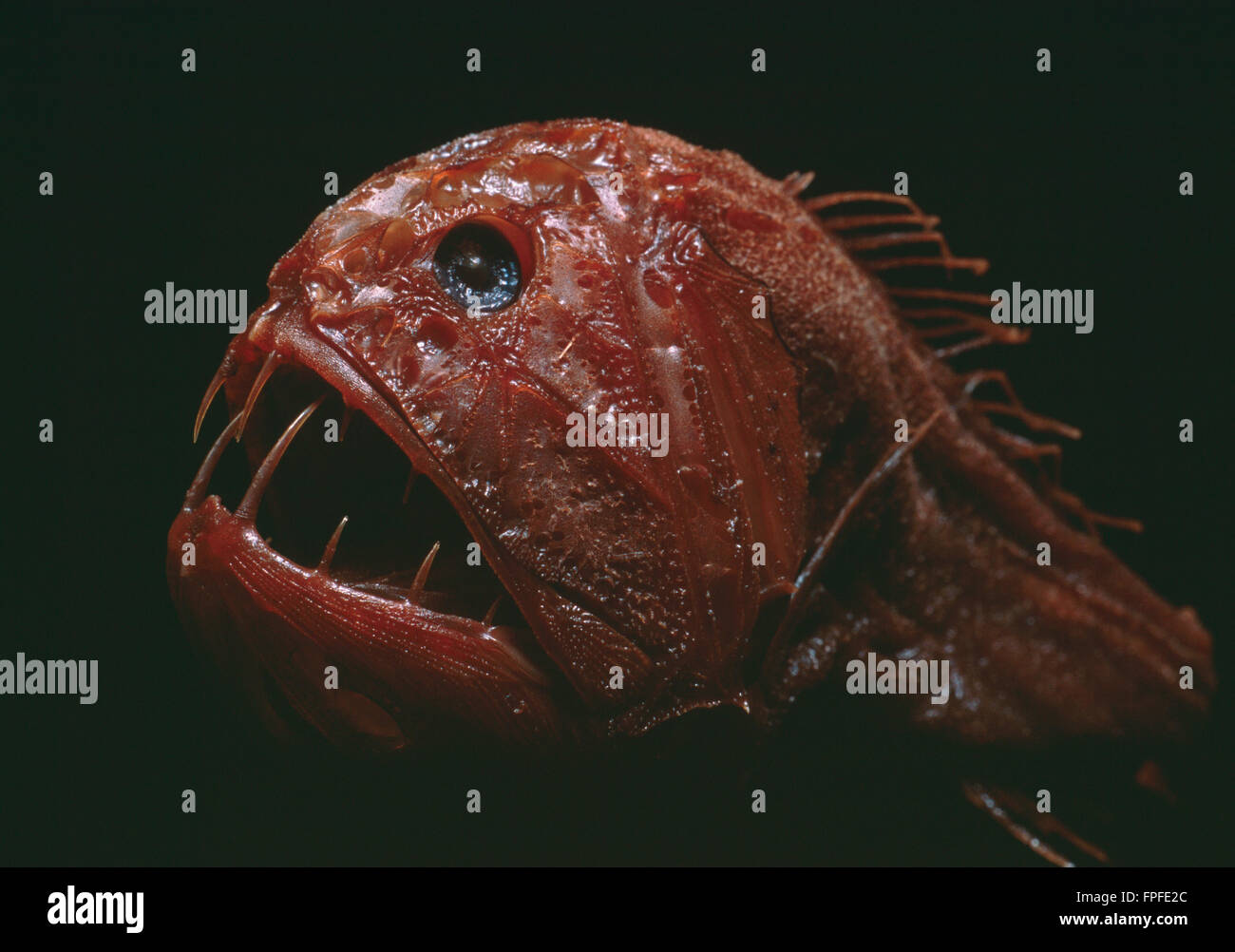 Anoplogaster Cornuta Stockfotos und -bilder Kaufen - Alamy