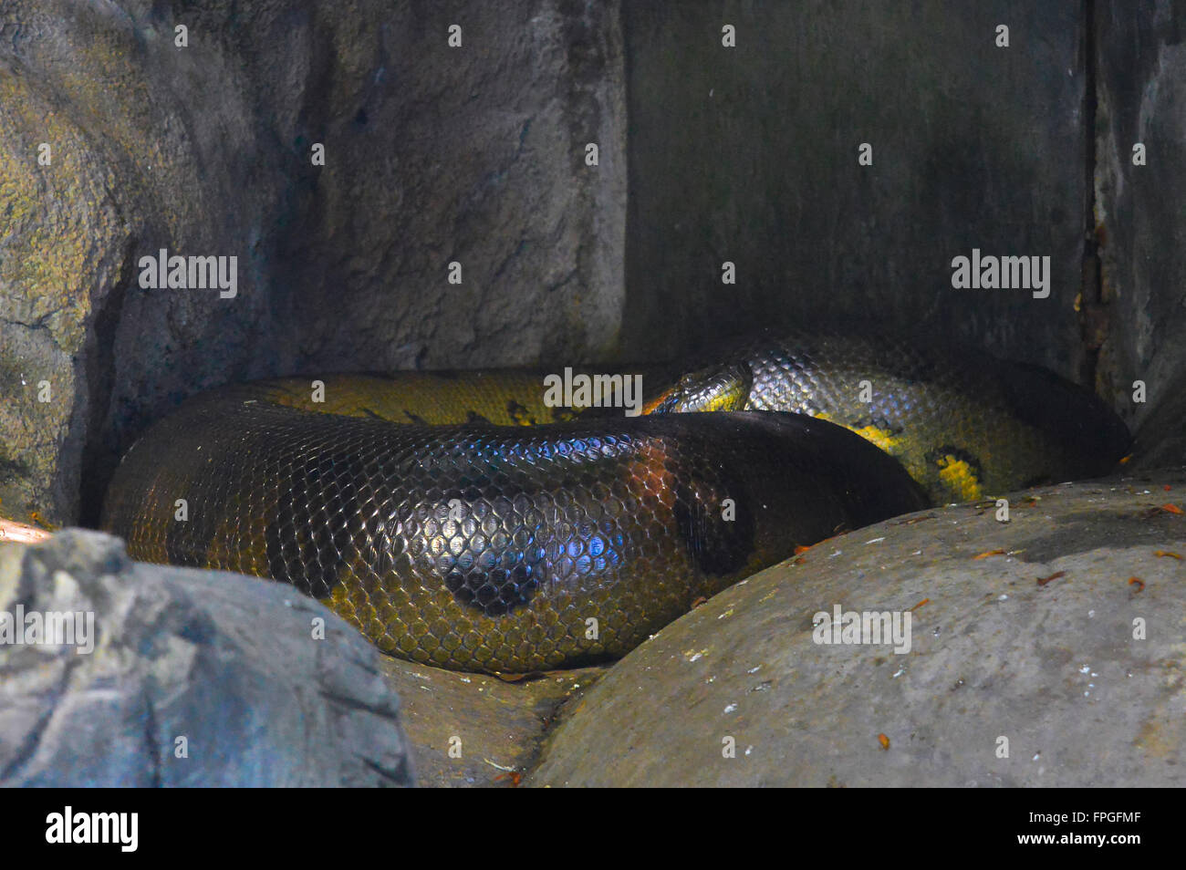 Anaconda snake -Fotos und -Bildmaterial in hoher Auflösung - Seite 2 ...