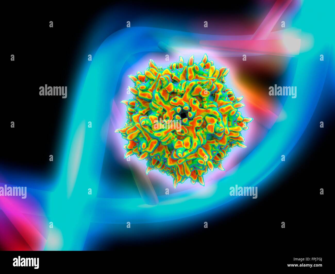 Dna virus -Fotos und -Bildmaterial in hoher Auflösung – Alamy