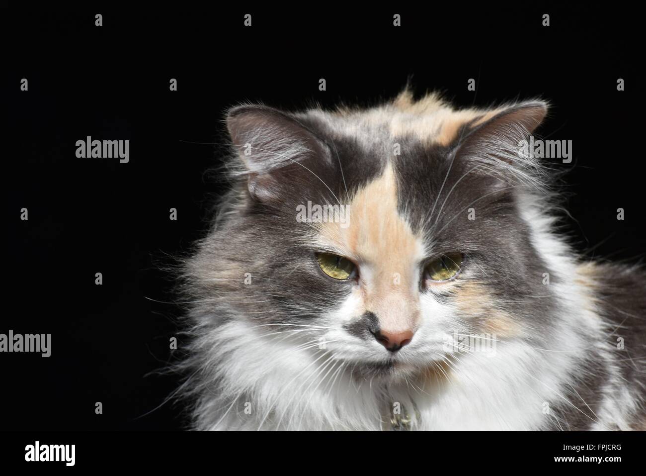 Lange haare kaliko katze -Fotos und -Bildmaterial in hoher Auflösung ...