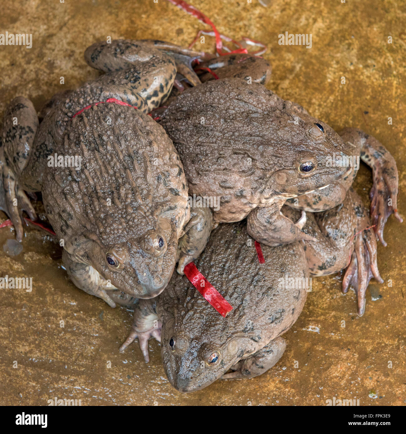 Hoplobatrachus rugulosus -Fotos und -Bildmaterial in hoher Auflösung ...