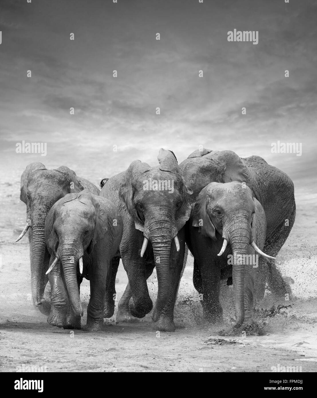 Elefant und baby -Fotos und -Bildmaterial in hoher Auflösung – Alamy
