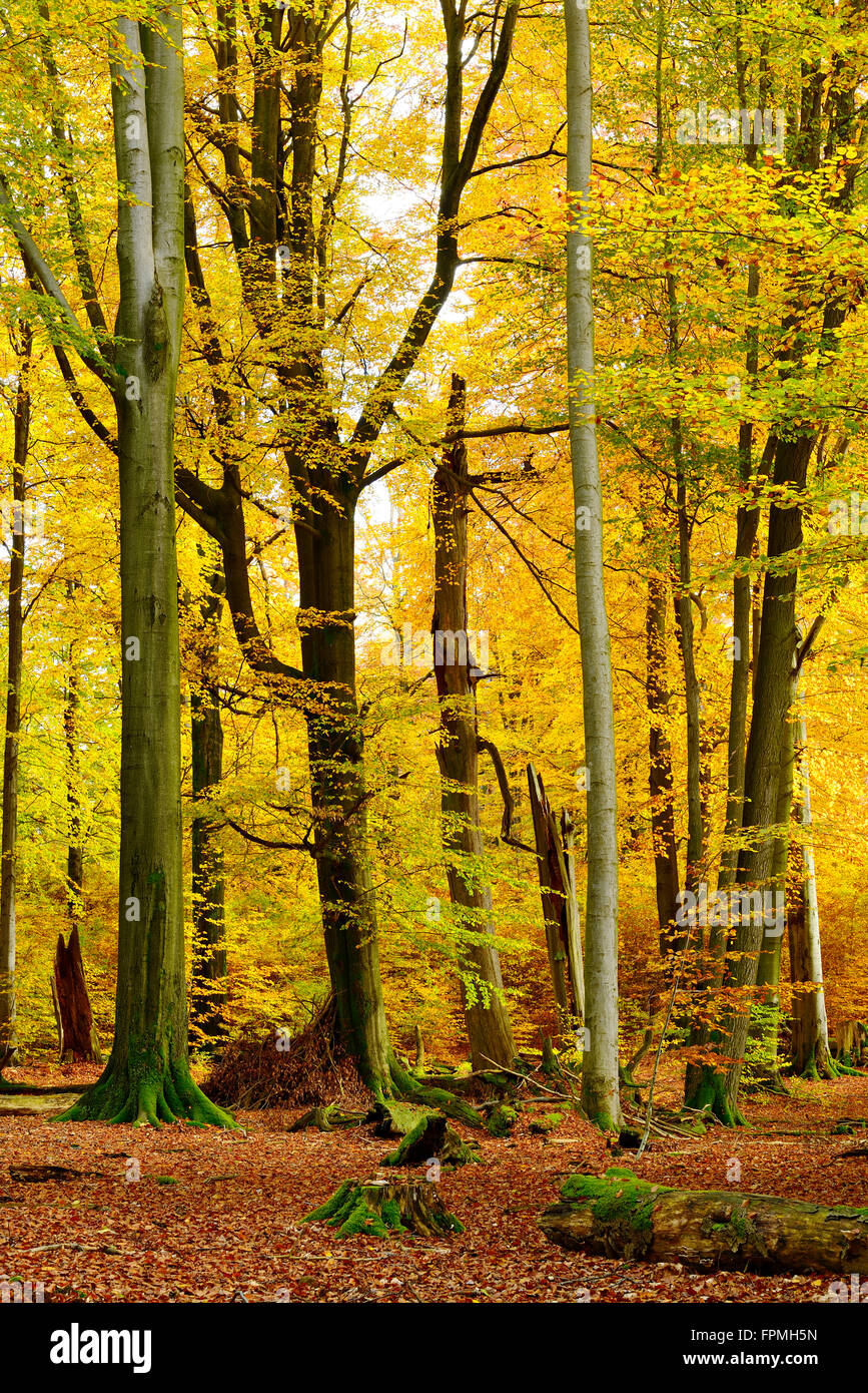 Alter mischwald -Fotos und -Bildmaterial in hoher Auflösung – Alamy