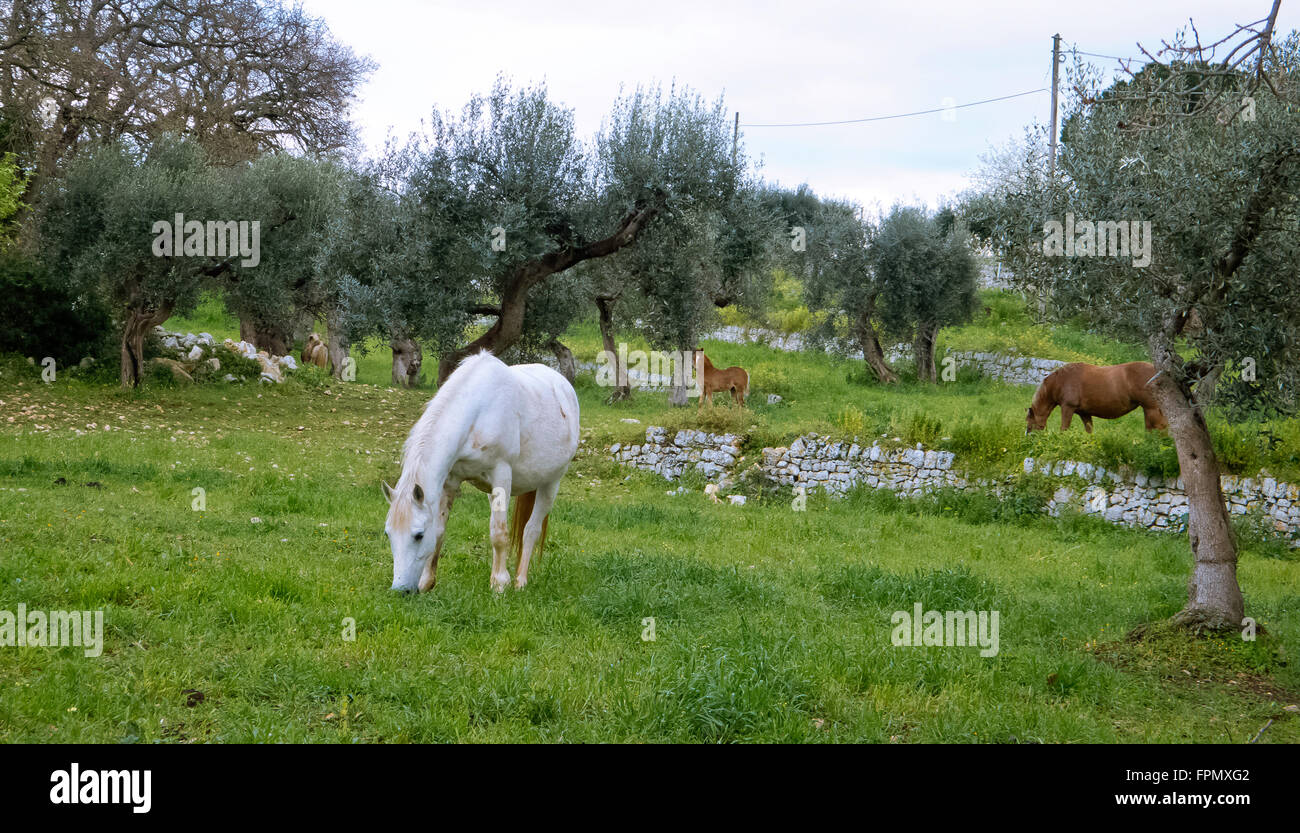 Leuchtende pferde -Fotos und -Bildmaterial in hoher Auflösung – Alamy